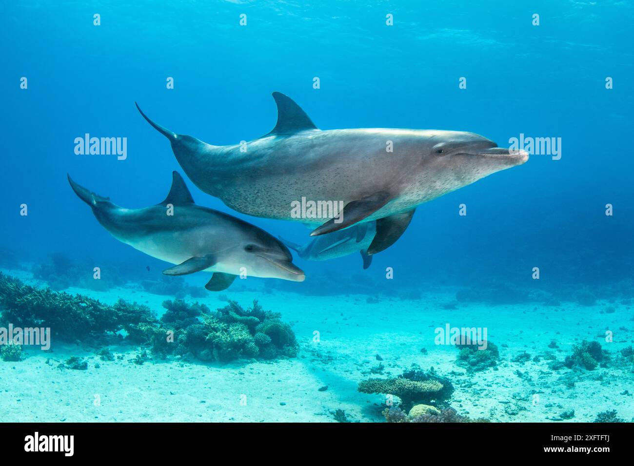 Bottlenose dolphin (Tursiops aduncus) mother baby swimming over a coral ...