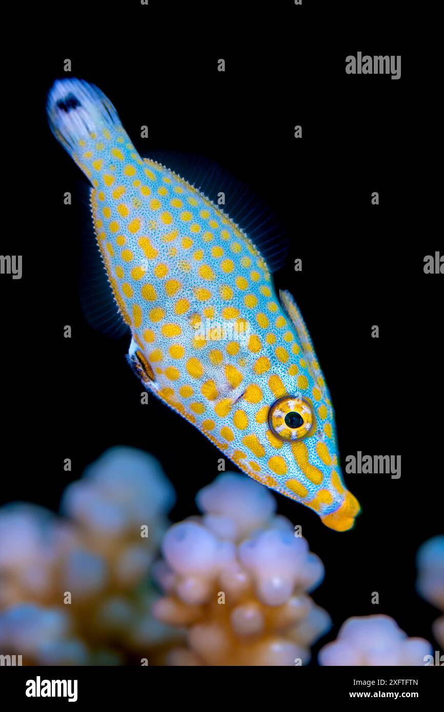 Harlequin filefish (Oxymonacanthus halli) swimming over a hard coral ...