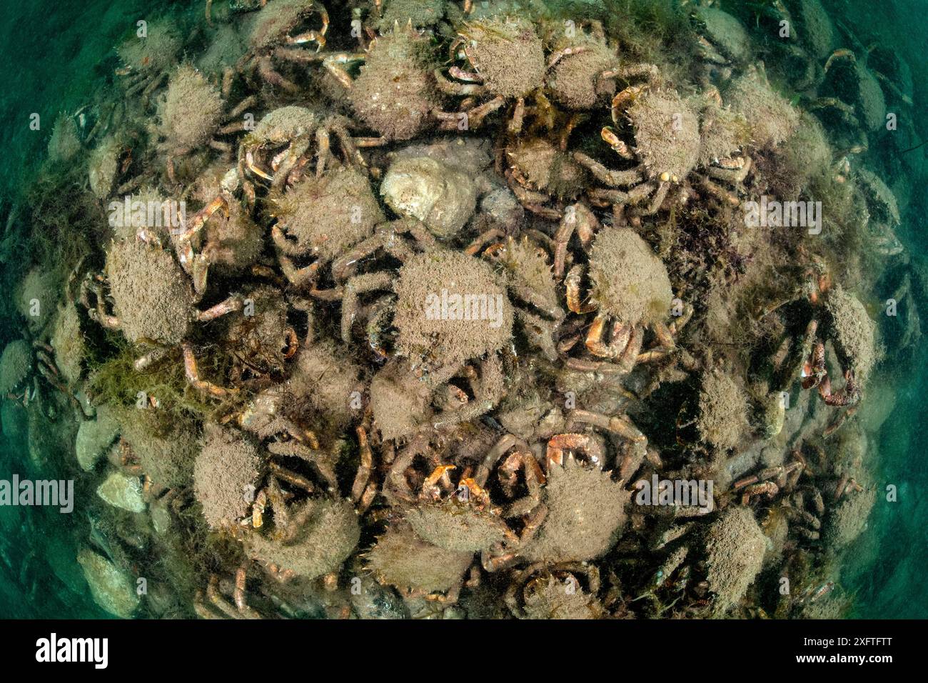 English channel ocean animals hi-res stock photography and images - Alamy