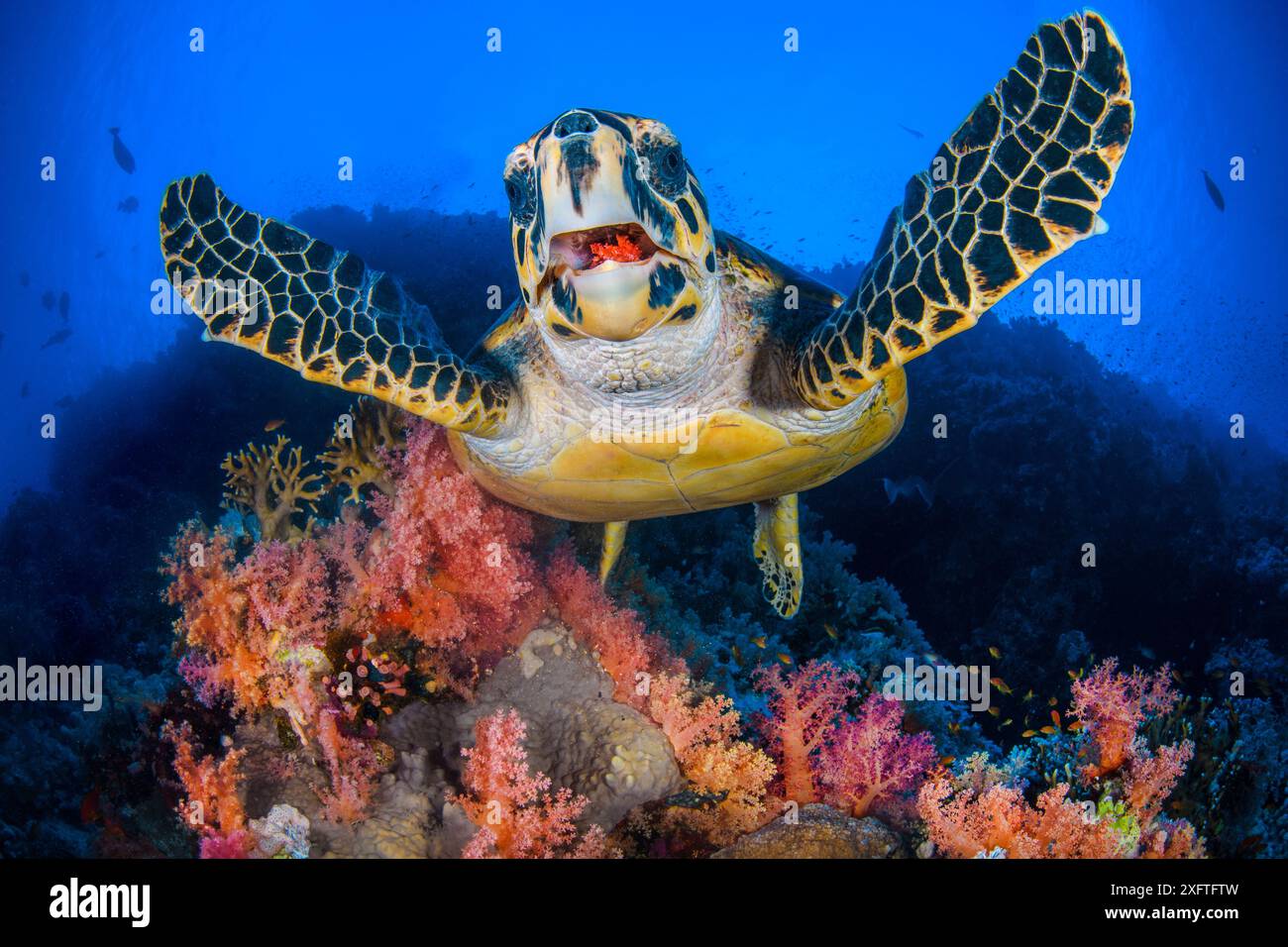 A critically endangered hawksbill sea turtle hi-res stock photography ...