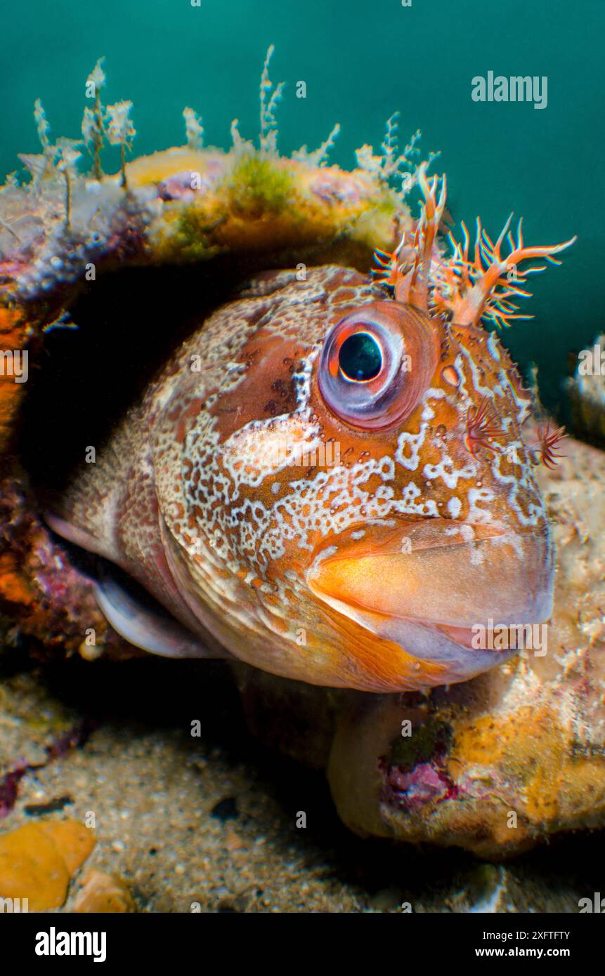 English channel ocean animals hi-res stock photography and images - Alamy