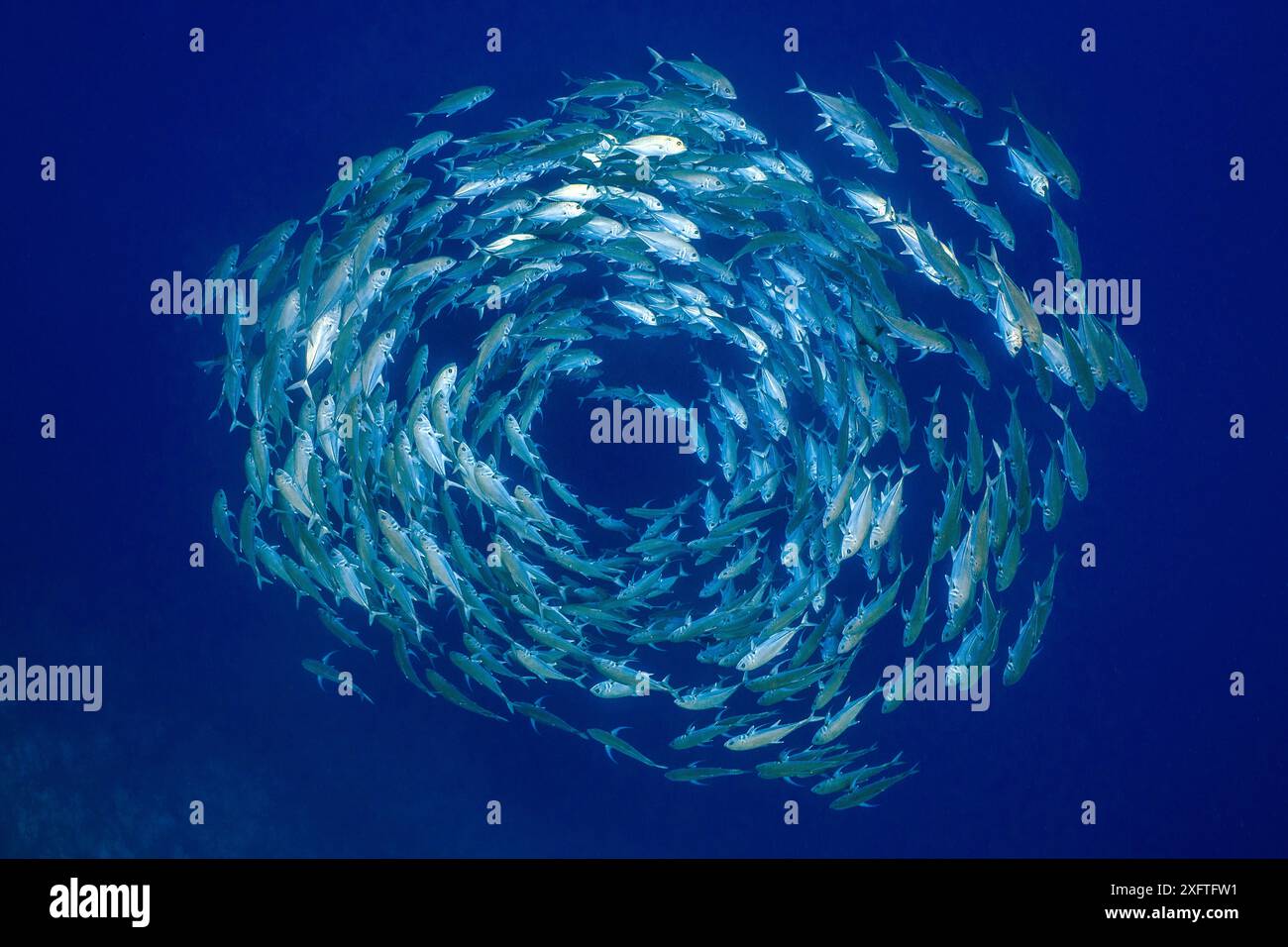 Red finned blue eye hi-res stock photography and images - Alamy