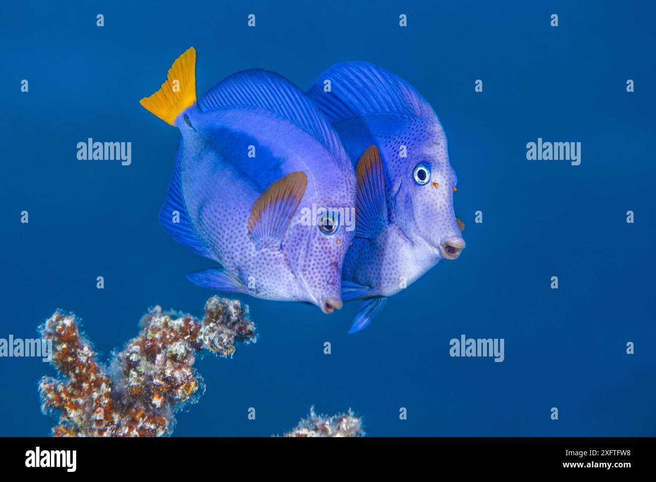 Yellowtail tang (Zebrasoma xanthurum) male courting a female prior to ...