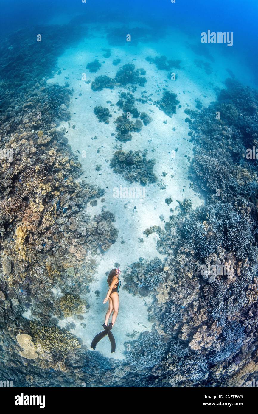 Freediver explores a coral garden. Sha'ab El Erg, Hurghada, Egypt. Red ...