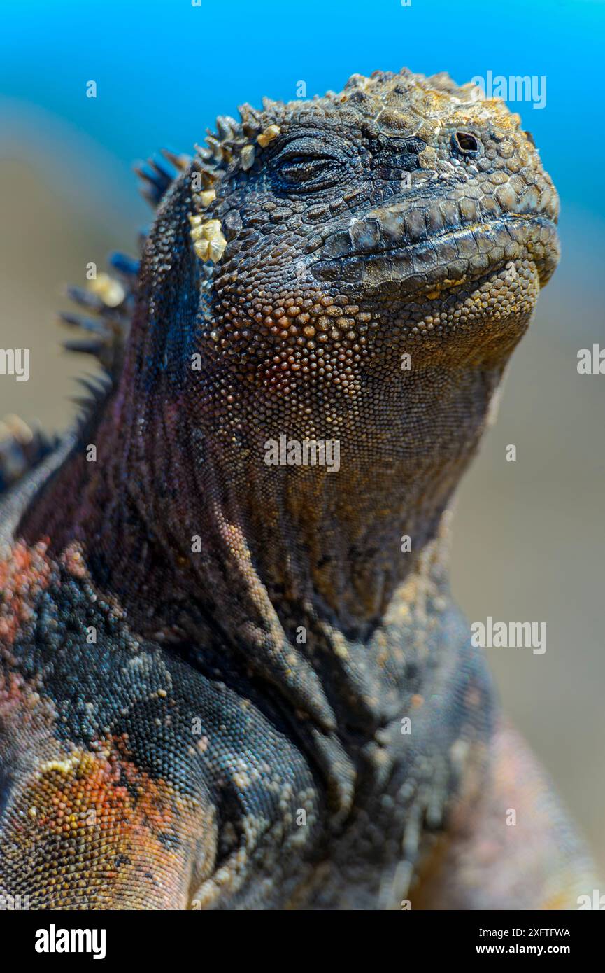 Portrait of an adult marine iguana (Amblyrhynchus cristatus) showing ...