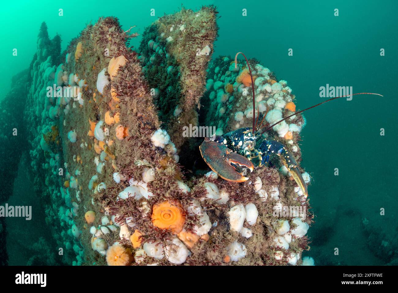 Common lobster (European lobster: Homarus gammarus) shelters in the ...