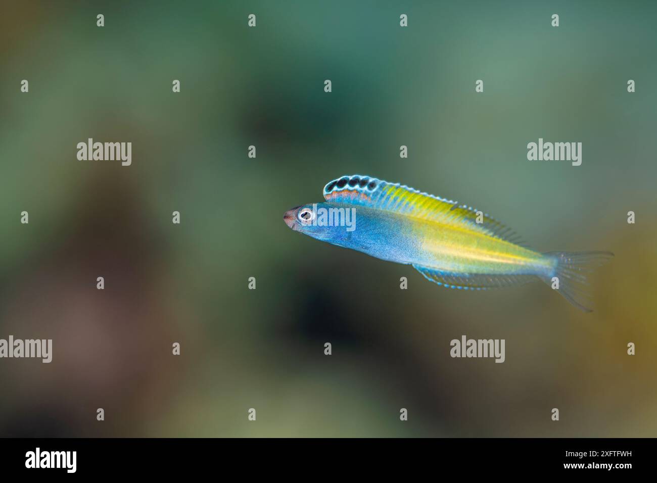 Portrait of Townsend's fangblenny (Plagiotremus townsendi) on a coral ...