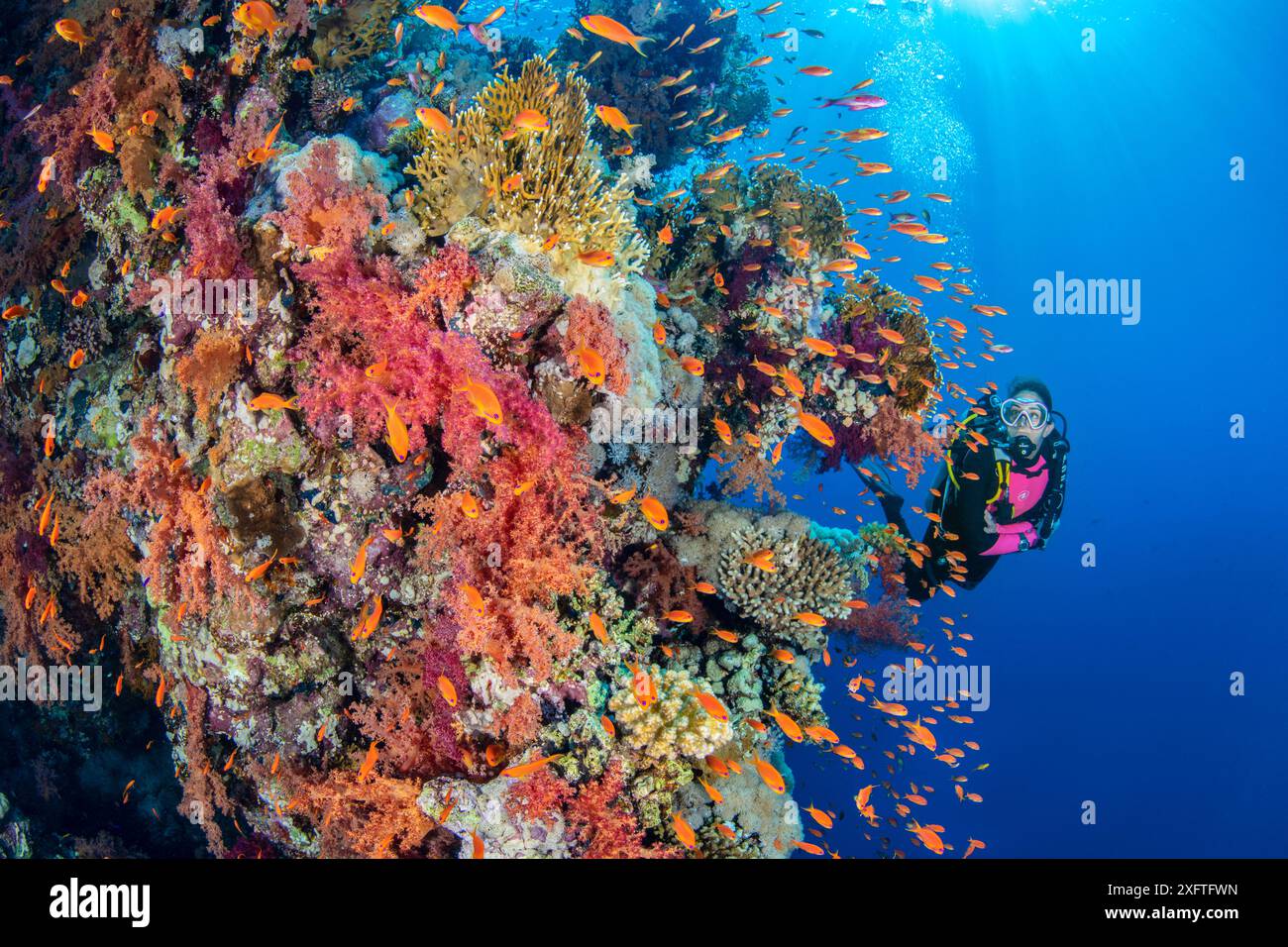 Diver explores a colourful coral reef with soft corals (Dendronephthya sp.) and Scalefin anthias ...