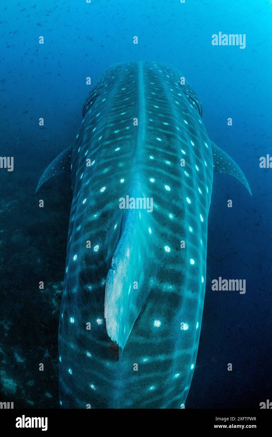 Large Whale shark (Rhincodon typus) swimming over a reef. Wolf Island ...
