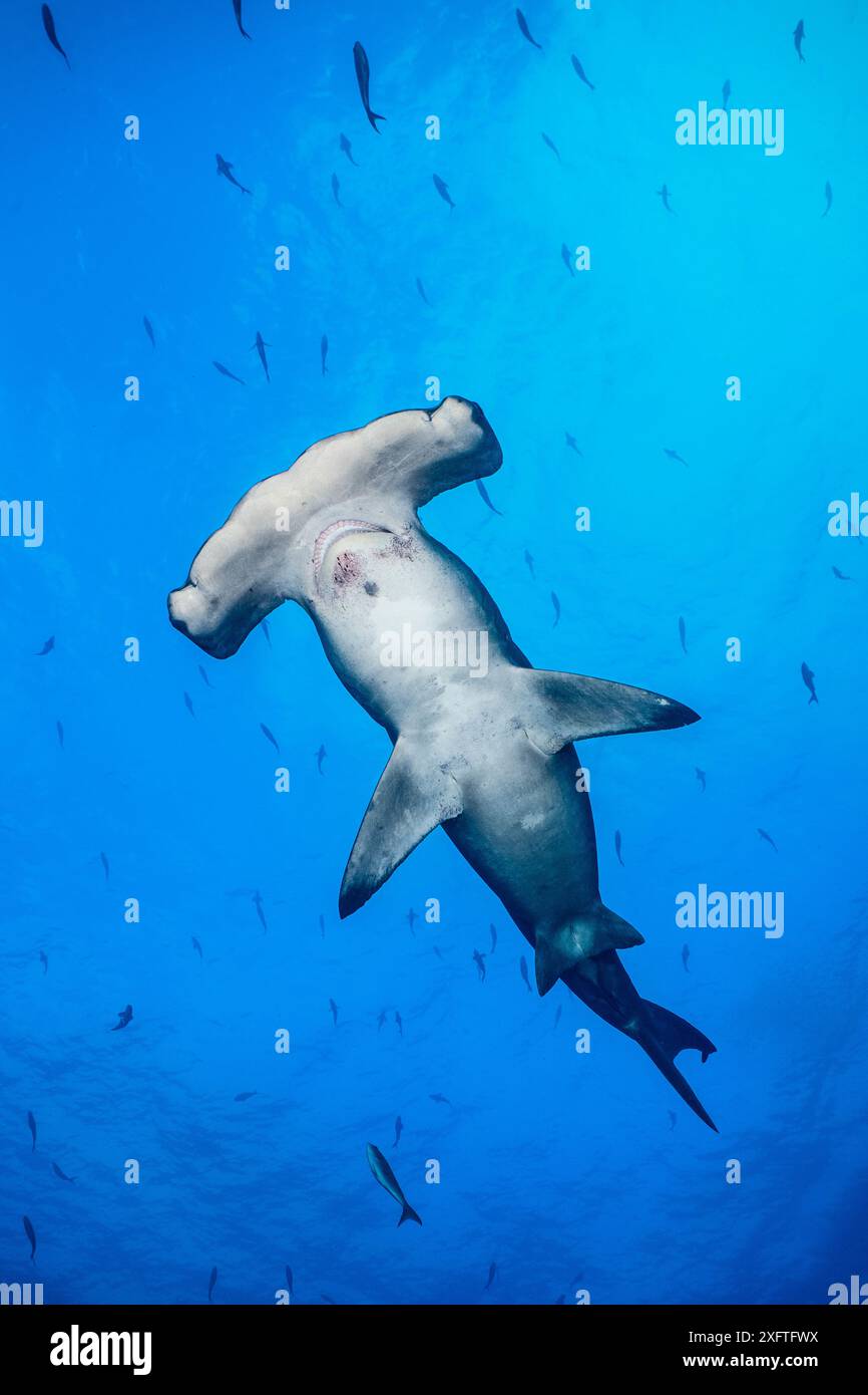 Portrait of a large female scalloped hammerhead shark (Sphyrna lewini ...