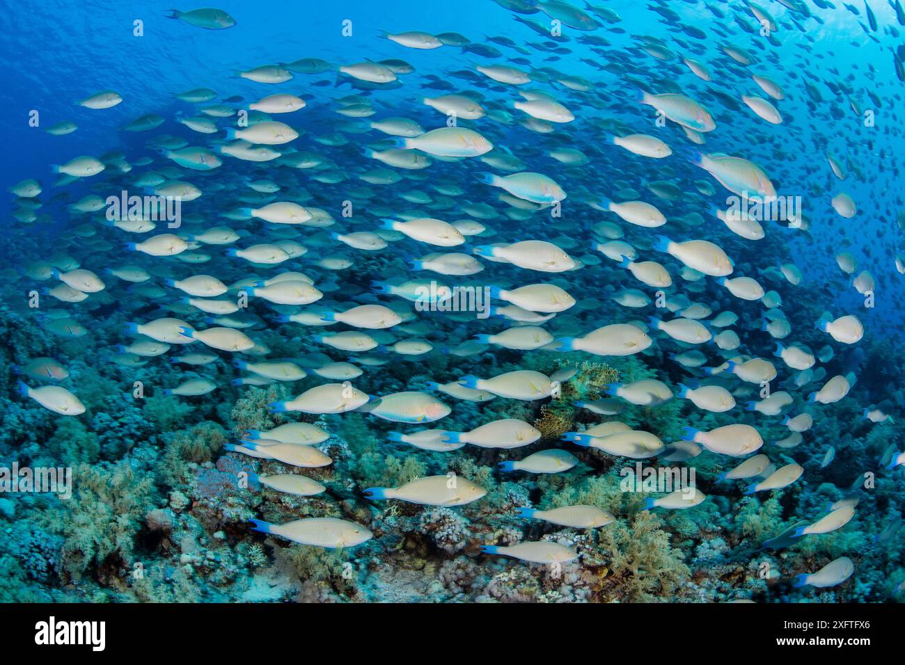School of longnose parrortfish (Hipposcarus harid) swims over a coral ...