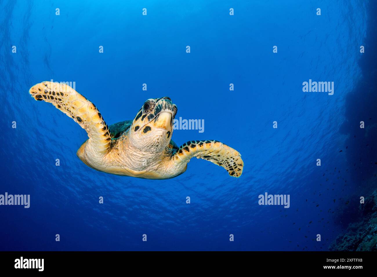 A critically endangered hawksbill sea turtle hi-res stock photography ...