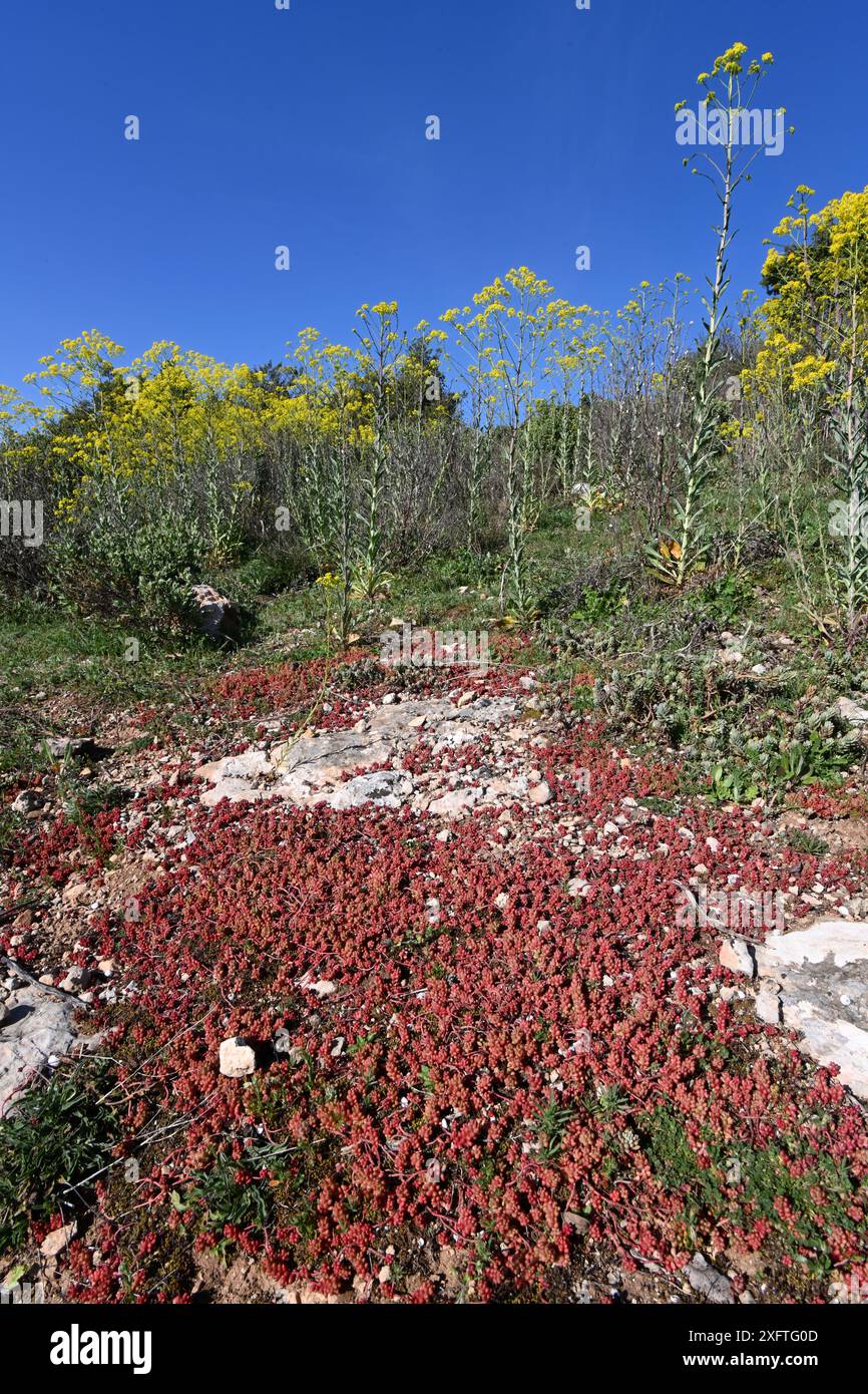Bulbous Red Succulent Leaves of White Stonecrop, Sedum album, & Common ...