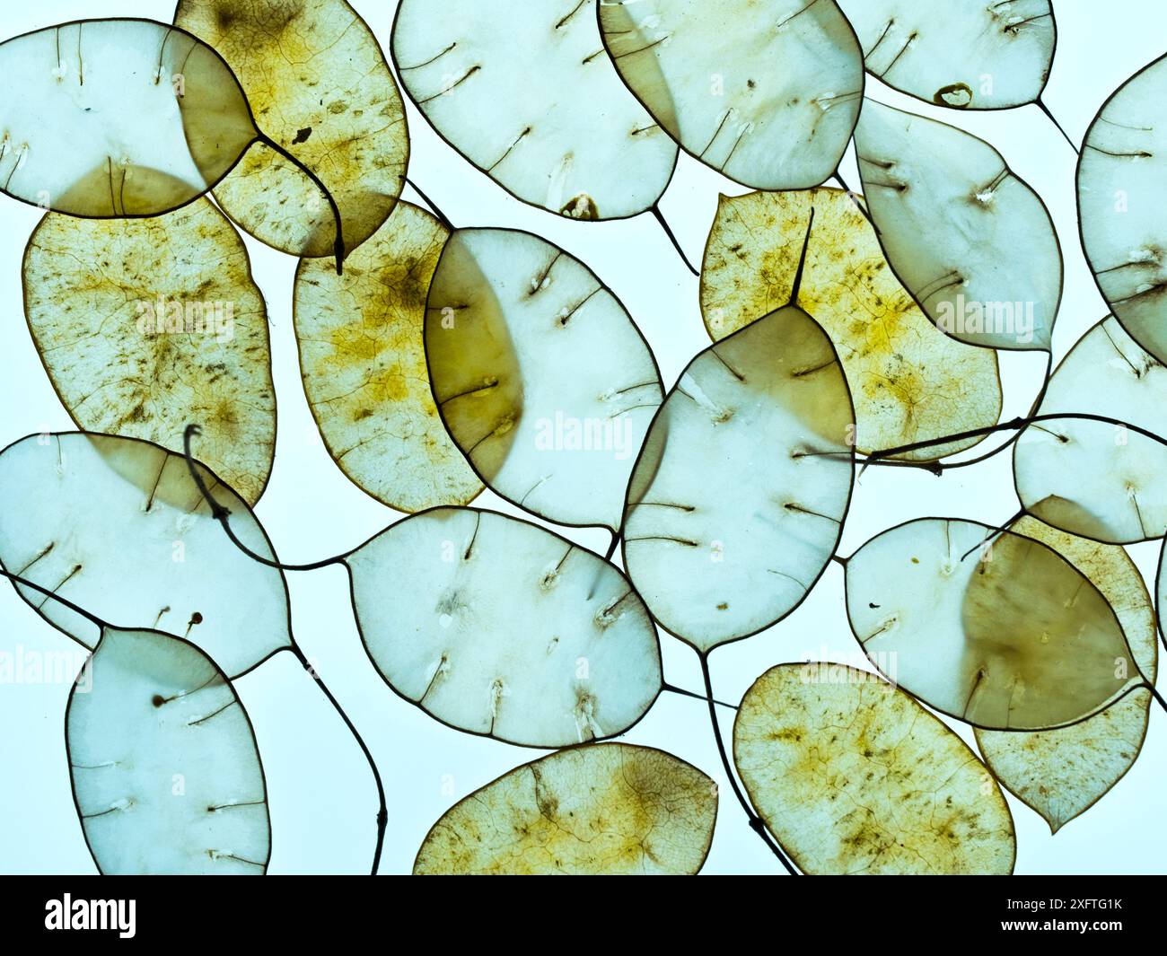 Translucent seed pods hi-res stock photography and images - Alamy