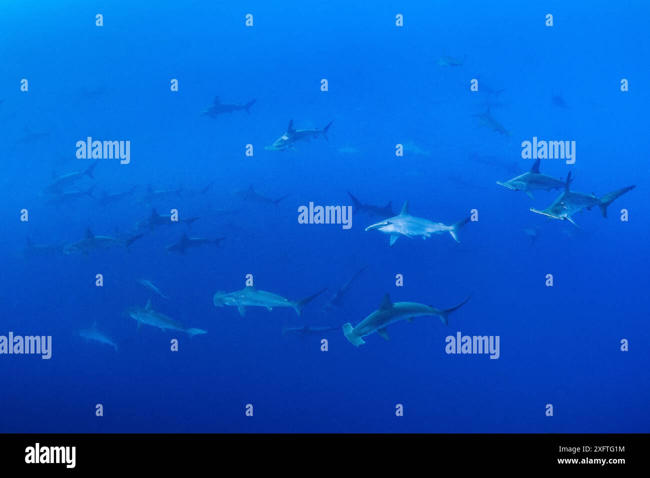 Large school of Scalloped hammerhead sharks (Sphyrna lewini) in open ...