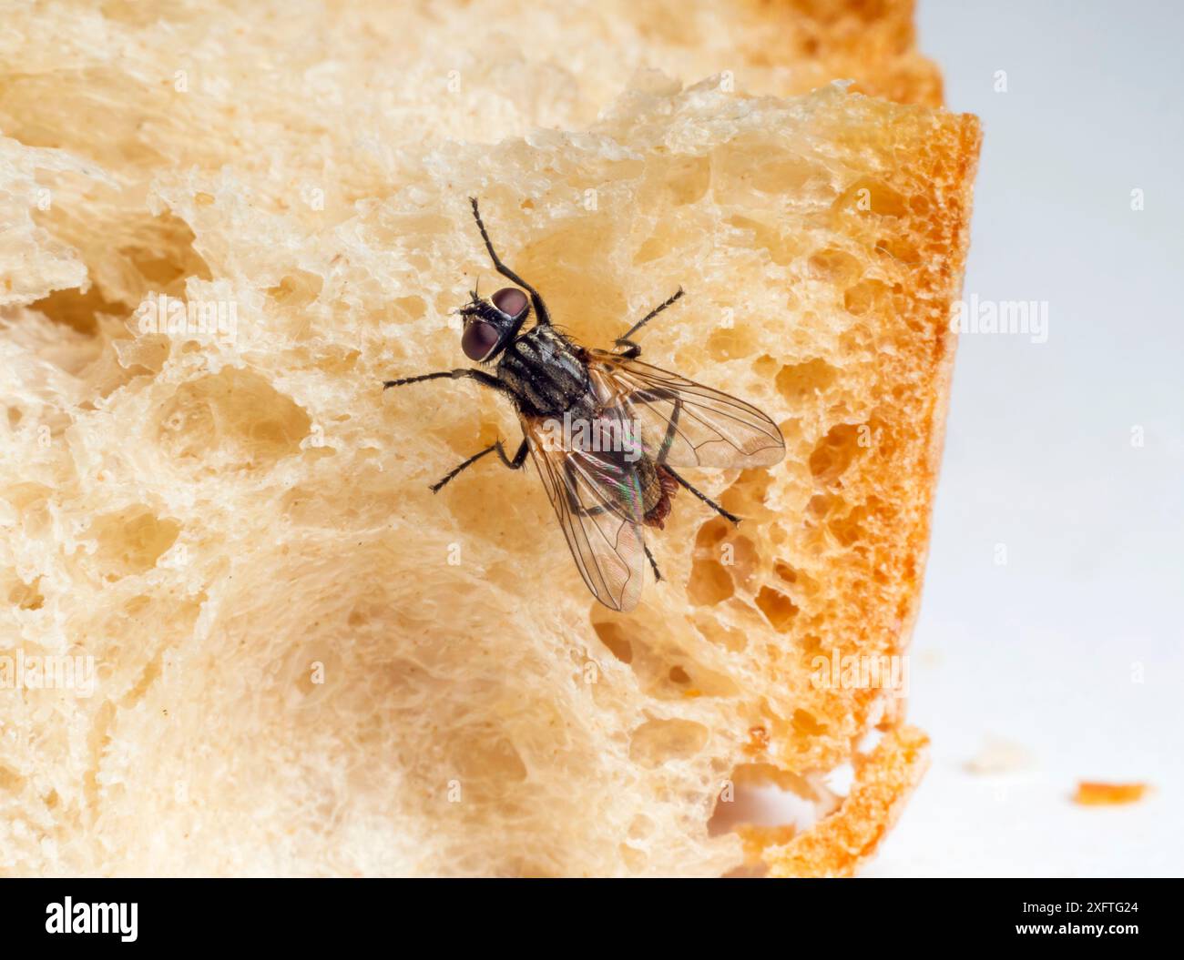 True parasites hi-res stock photography and images - Alamy