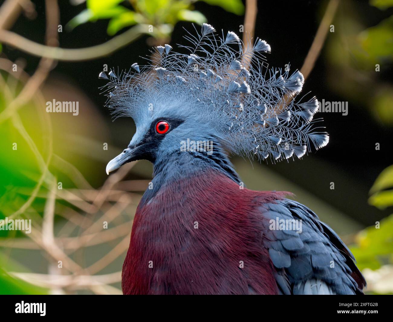 Victoria crowned pigeon (Goura victoria) portrait, captive Stock Photo ...