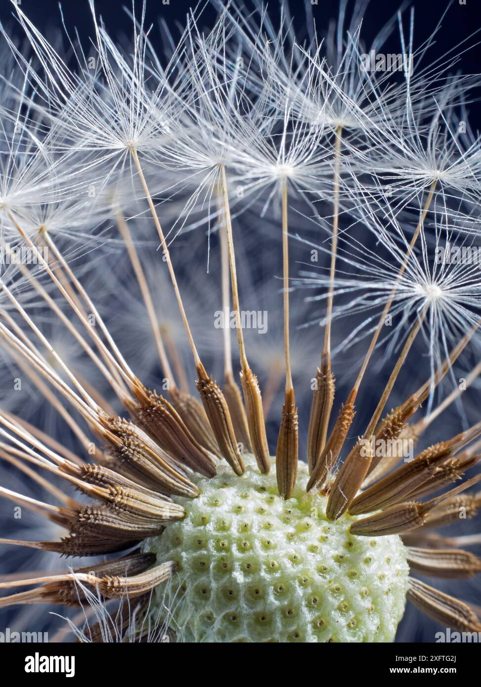 Taraxacum kok saghyz hi-res stock photography and images - Alamy