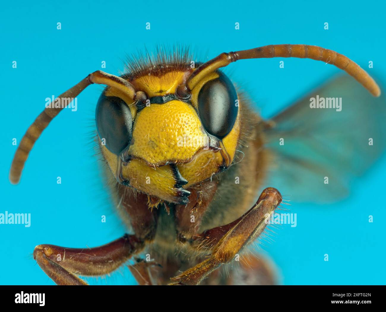 Vespa wasp insect compound eyes hi-res stock photography and images - Alamy