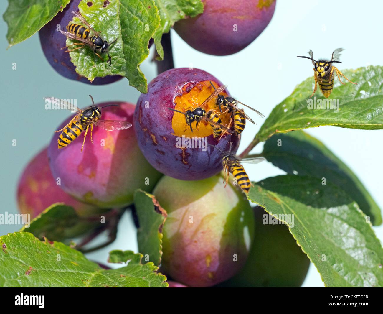 Common wasp (Vespula vulgaris) feeding on ripe plums, England, UK ...