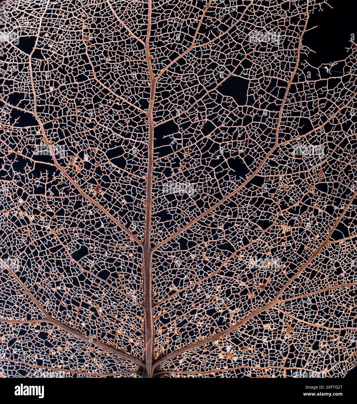 Black cottonwood leaf hi-res stock photography and images - Alamy