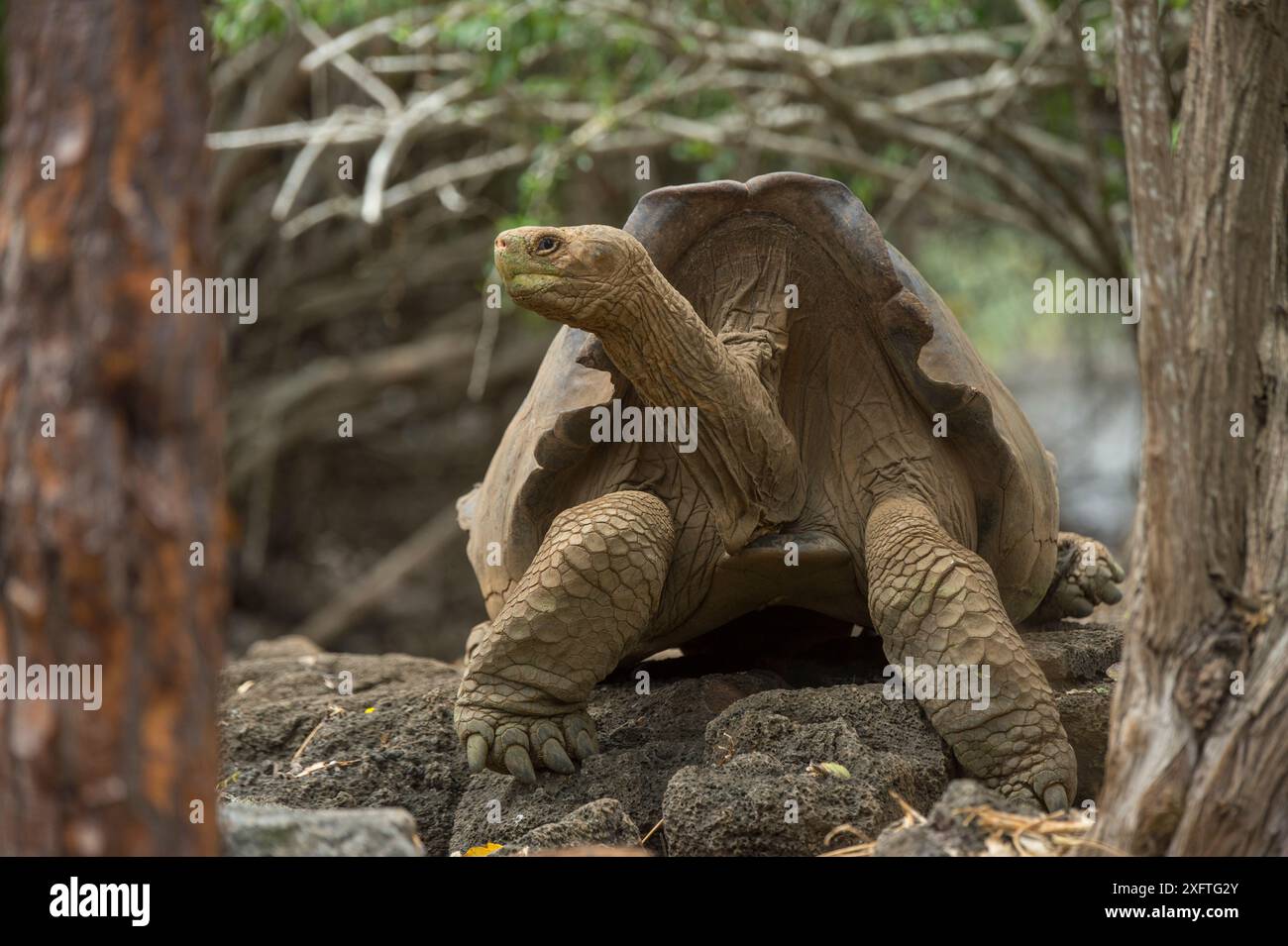 Floreana giant tortoise hybrid descendant (Chelonoidis elephantopus ...