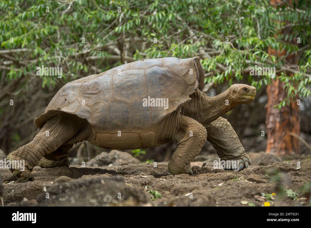 Floreana giant tortoise hybrid descendant (Chelonoidis elephantopus ...