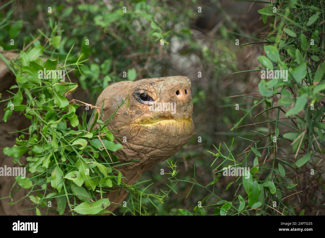 Fausto llerena hi-res stock photography and images - Alamy