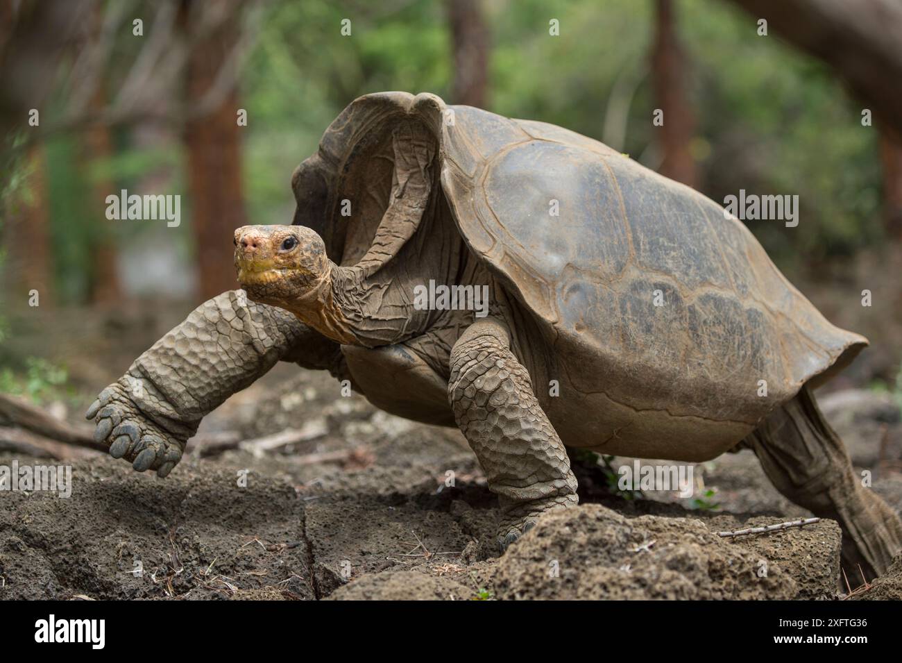 Floreana giant tortoise hybrid descendant (Chelonoidis elephantopus ...