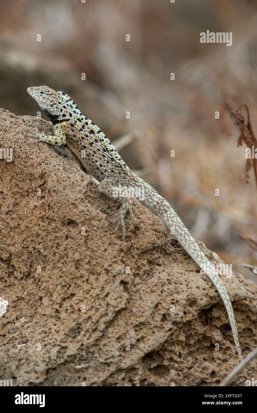 Floreana lava lizard (Microlophus grayi) male, Black Beach, Floreana ...