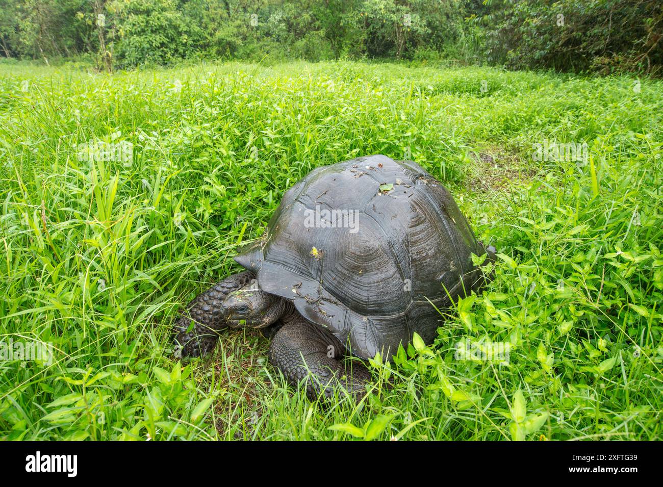 Eastern Santa Cruz giant tortoise (Chelonoidis donfaustoi), Cerro Mesa ...