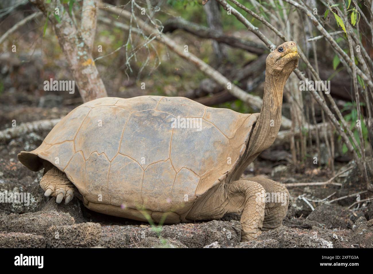 Floreana giant tortoise hybrid descendant (Chelonoidis elephantopus). This individual is a ...