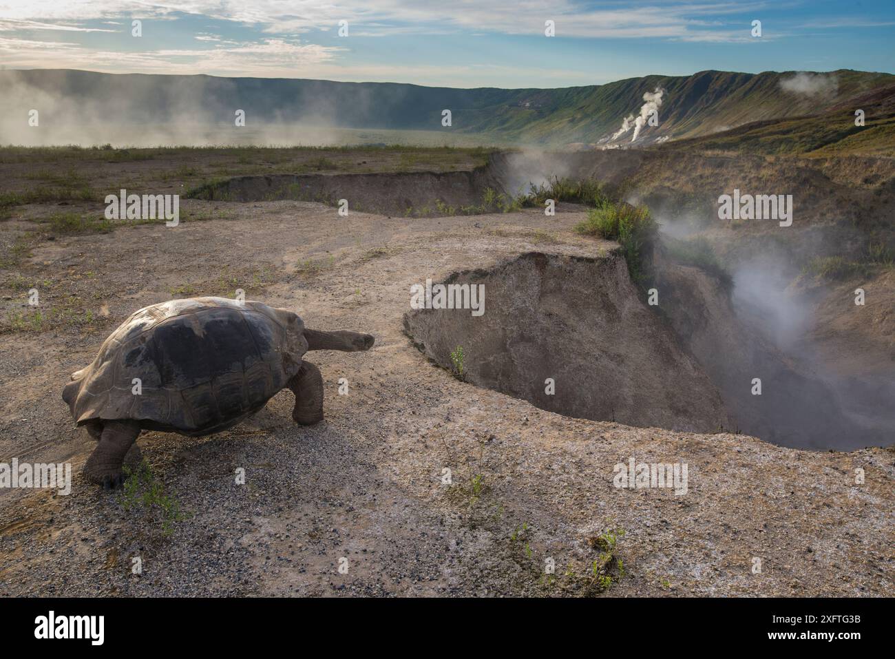Alcedo giant tortoise (Chelonoidis vandenburghi) in habitat, Alcedo ...