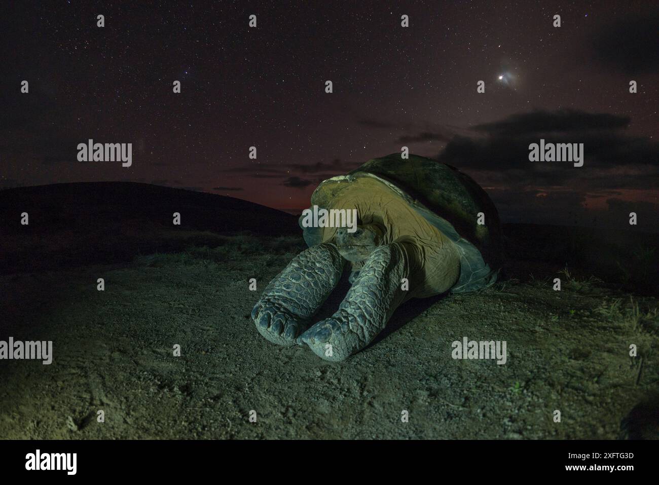 Alcedo giant tortoise (Chelonoidis vandenburghi) resting at night ...