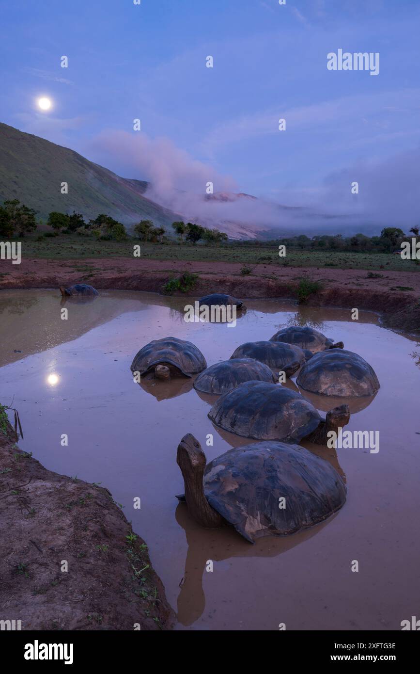 Alcedo giant tortoise (Chelonoidis vandenburghi) groups resting in ...