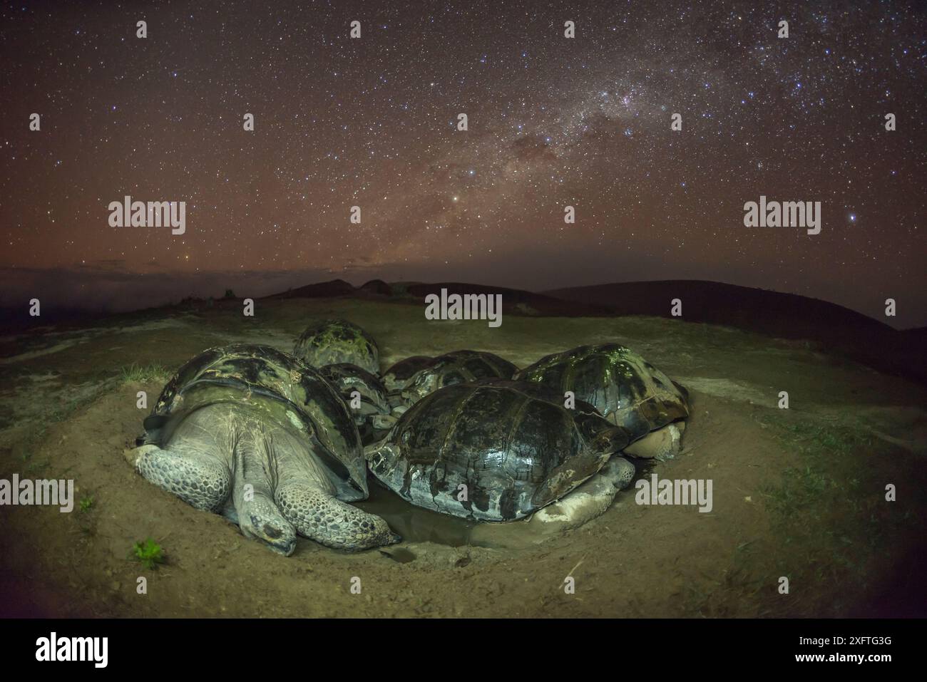 Alcedo giant tortoise (Chelonoidis vandenburghi) group resting in pool ...
