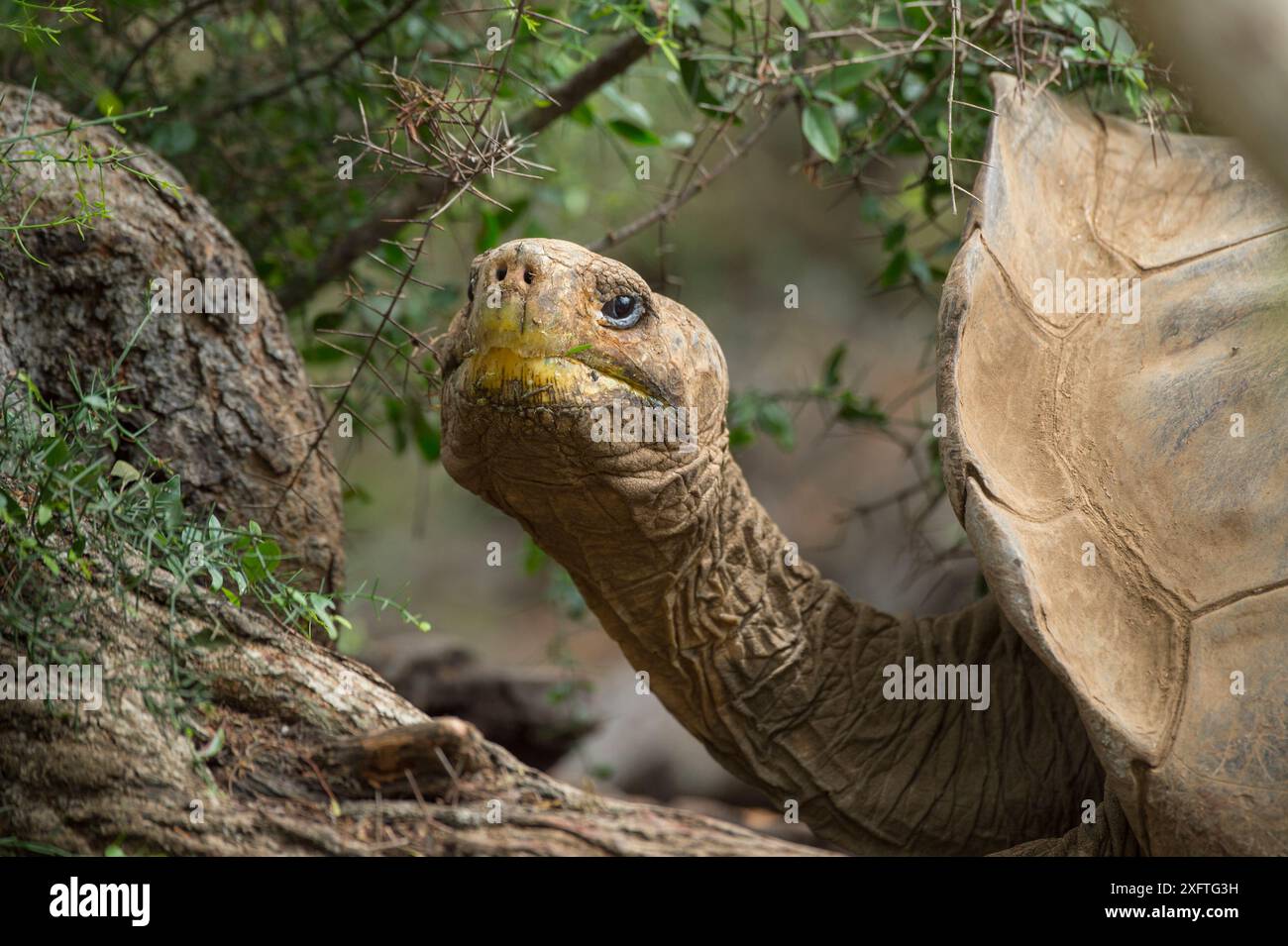 Floreana giant tortoise hybrid descendant (Chelonoidis elephantopus ...
