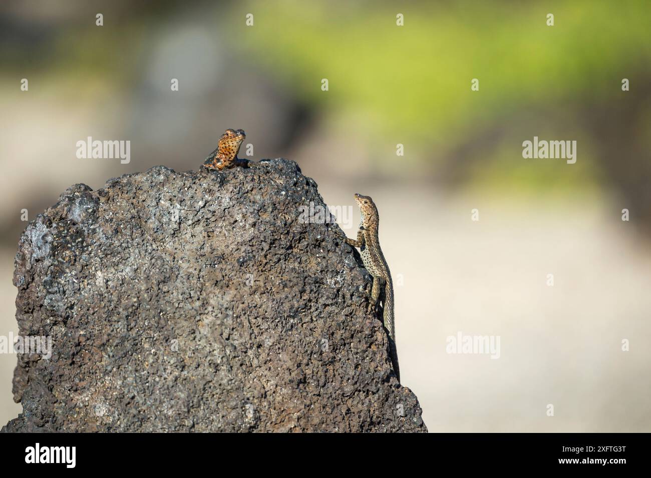 Galapagos lava lizard (Microlophus albemarlensis) male and female ...