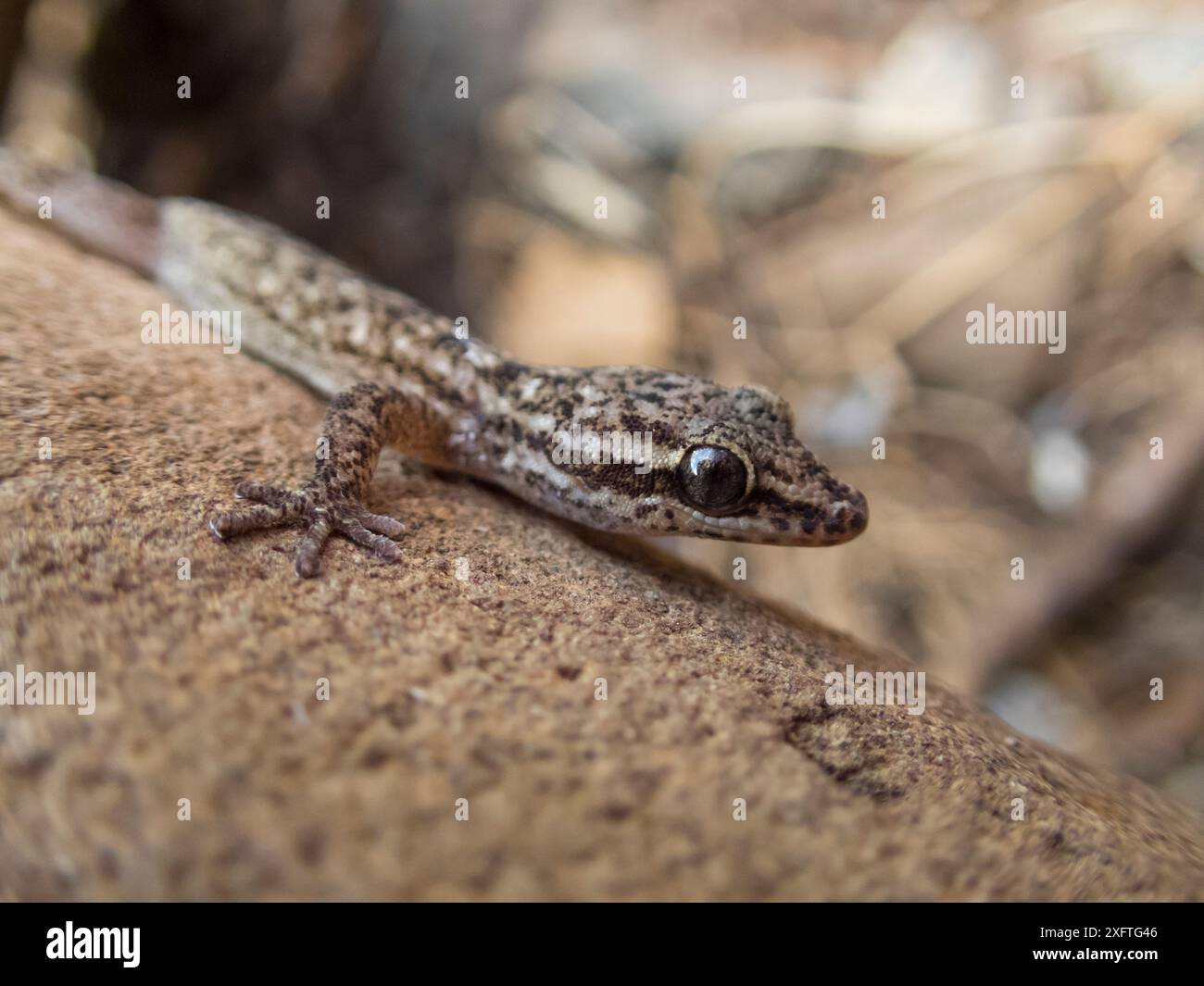 Espanola leaf-toed gecko (Phyllodactylus gorii) Espanola Island ...
