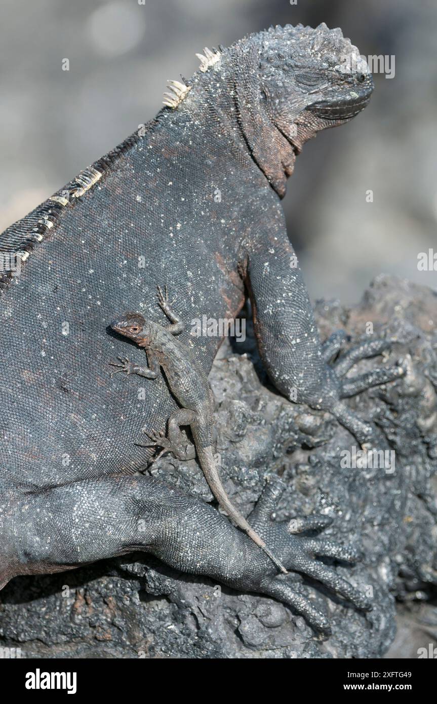 Galapagos lava lizard (Microlophus albemarlensis), sitting on Marine ...
