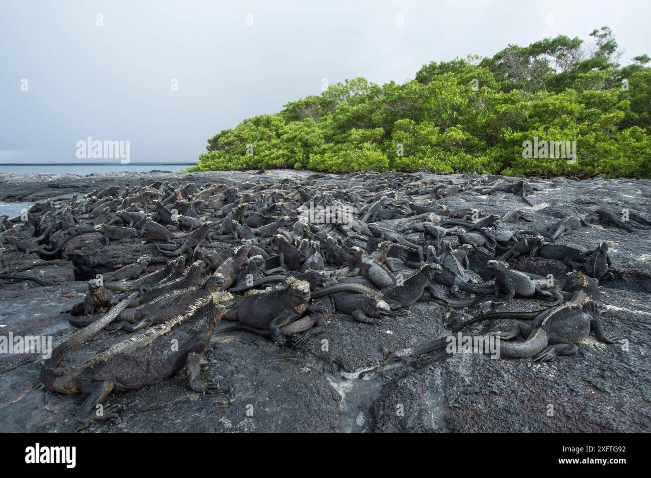 Espanola marine iguana punta suarez hi-res stock photography and images ...