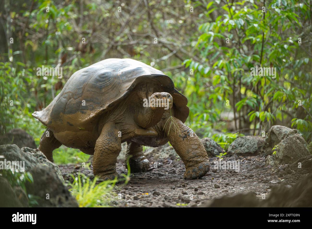 San Cristobal giant tortoise (Chelonoidis chatamensis) portrait ...