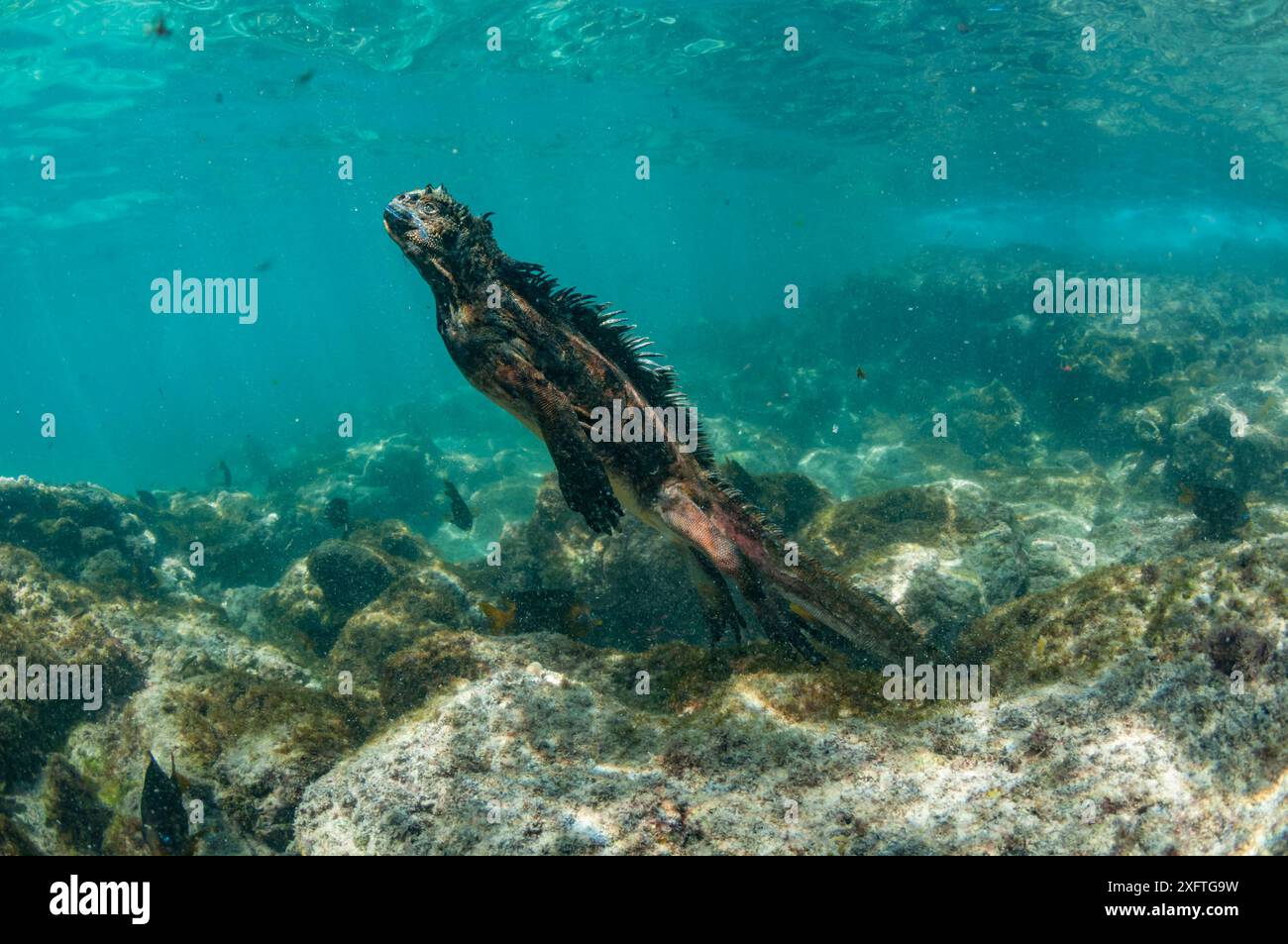 Marine iguana (Amblyrhynchus cristatus) swimming underwater, Sullivan ...