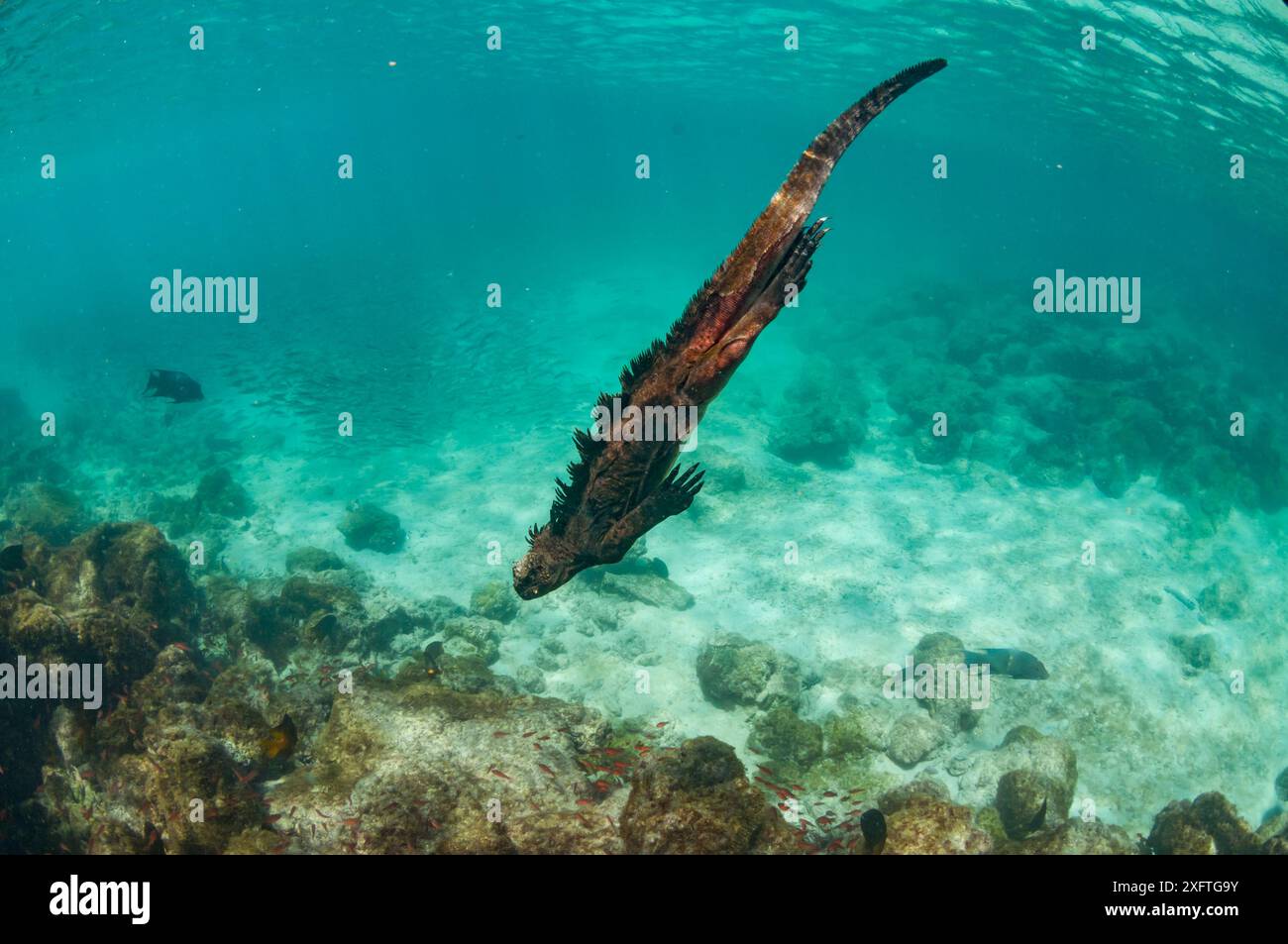 Marine iguana (Amblyrhynchus cristatus) swimming underwater, Sullivan ...
