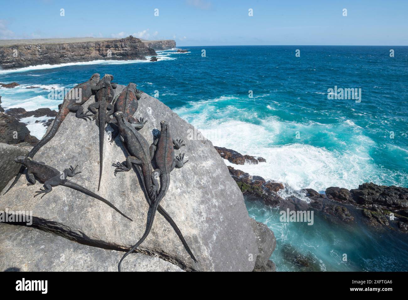Wildlife reptile reptiles punta suarez hi-res stock photography and ...