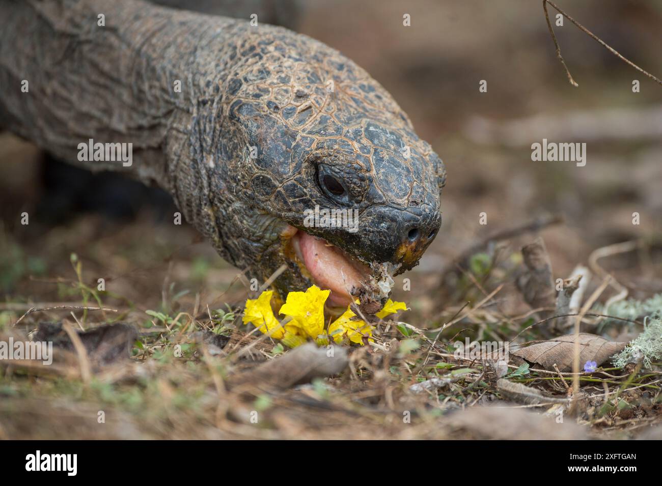 San Cristobal giant tortoise (Chelonoidis chatamensis), feeding on ...