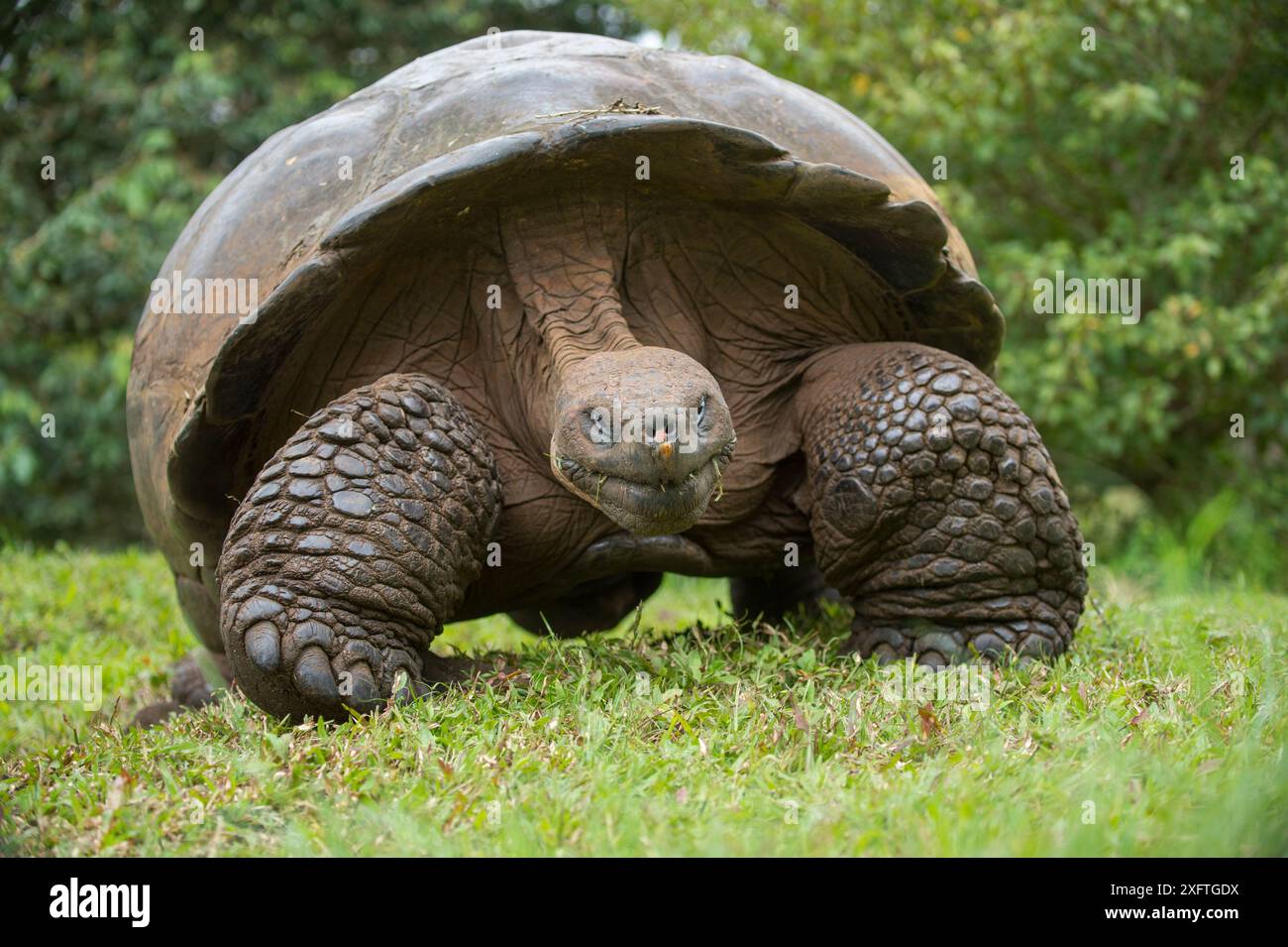 Western Santa Cruz giant tortoise (Chelonoidis porteri), El Chato II ...