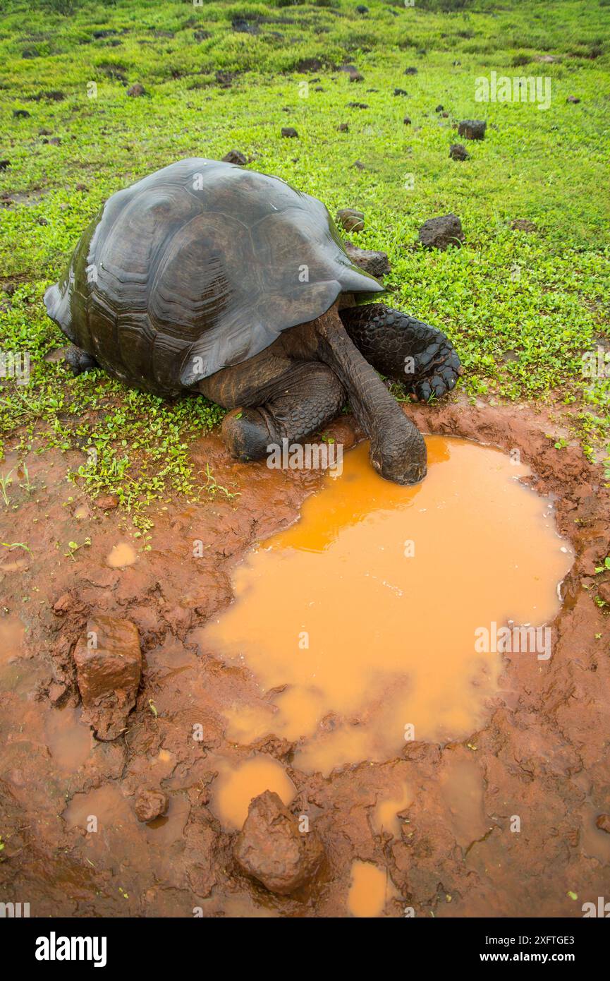 Western Santa Cruz giant tortoise (Chelonoidis porteri) drinking from ...