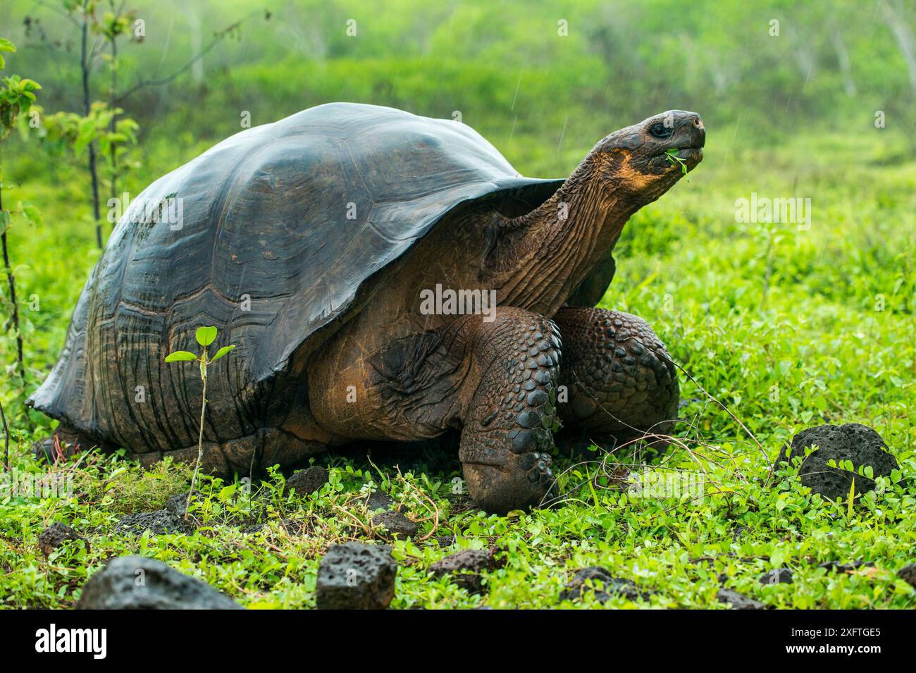 Western Santa Cruz giant tortoise (Chelonoidis porteri) Santa Cruz ...