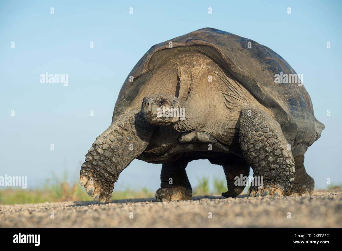 Alcedo giant tortoise (Chelonoidis vandenburghi), Alcedo Volcano ...